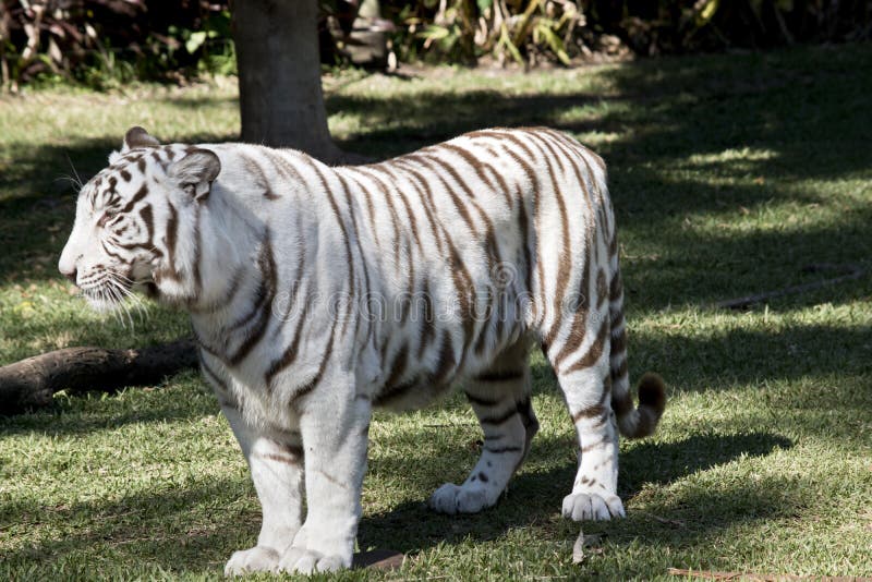 Tiger Tail Stock Images - Download 5,410 Royalty Free Photos