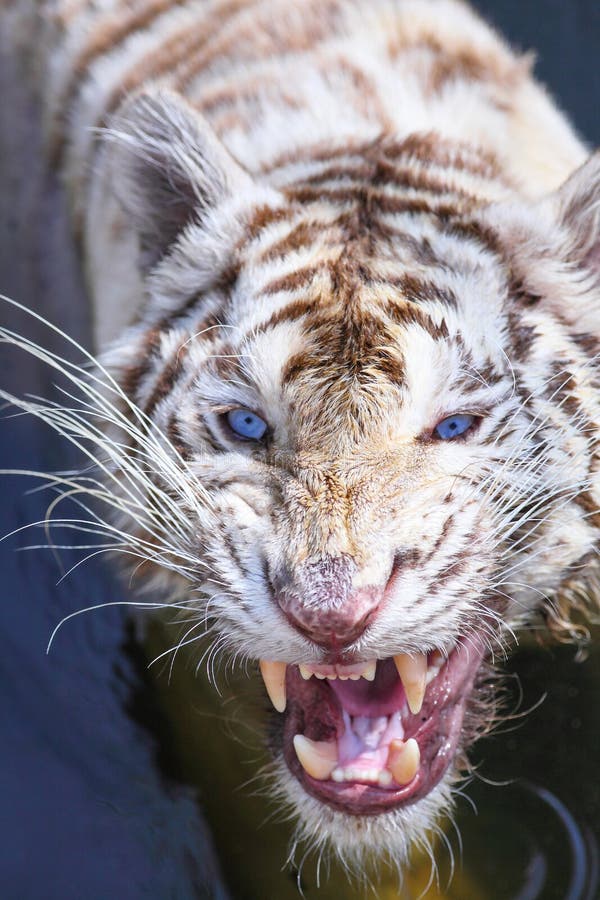 Tiger stock image. Image of frustrated, india, asian, wild - 6465377