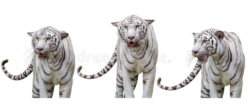 Tiger Walking Front View Roaring Stock Photos - Free & Royalty-Free ...