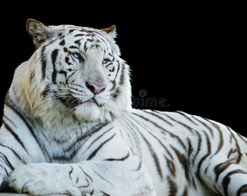 White Tiger Isolated on Black Stock Photo - Image of fierce, exotic ...