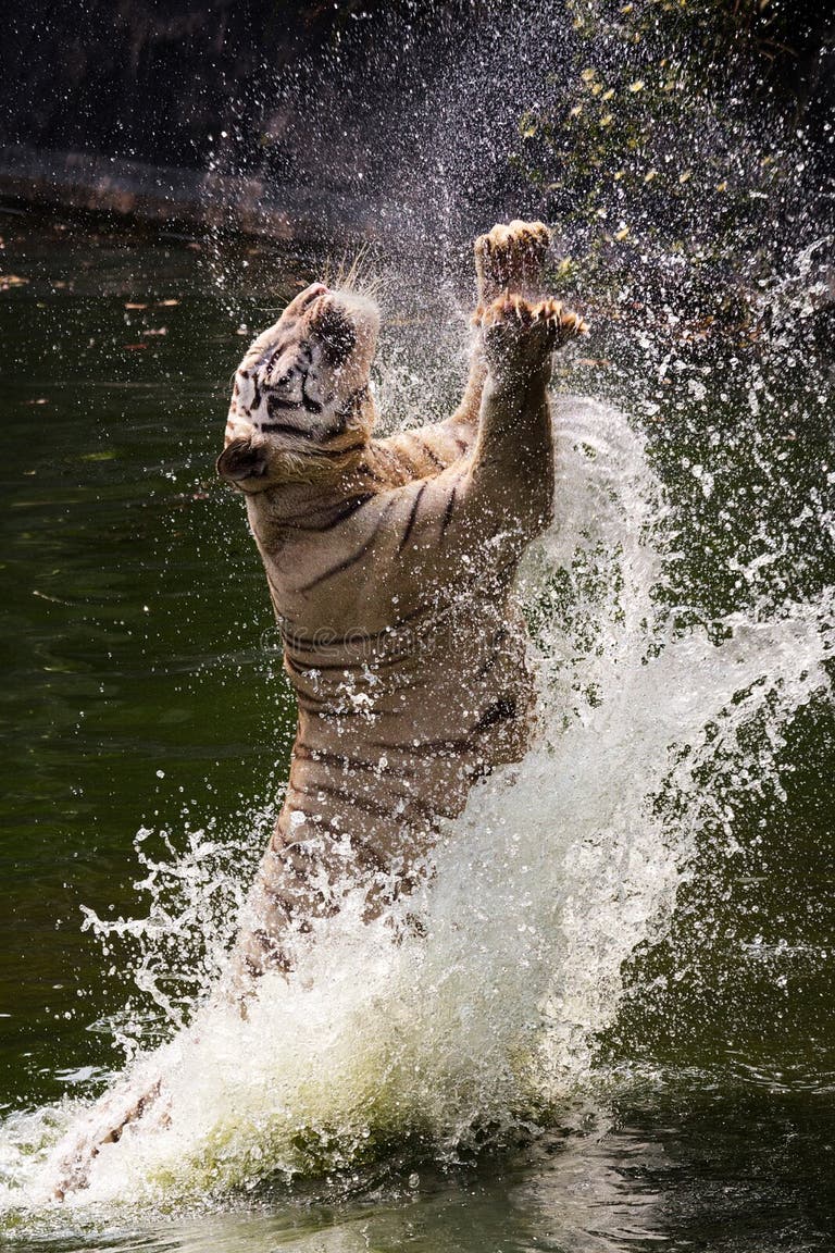 2,611 Tiger Jump Stock Photos - Free & Royalty-Free Stock Photos from ...