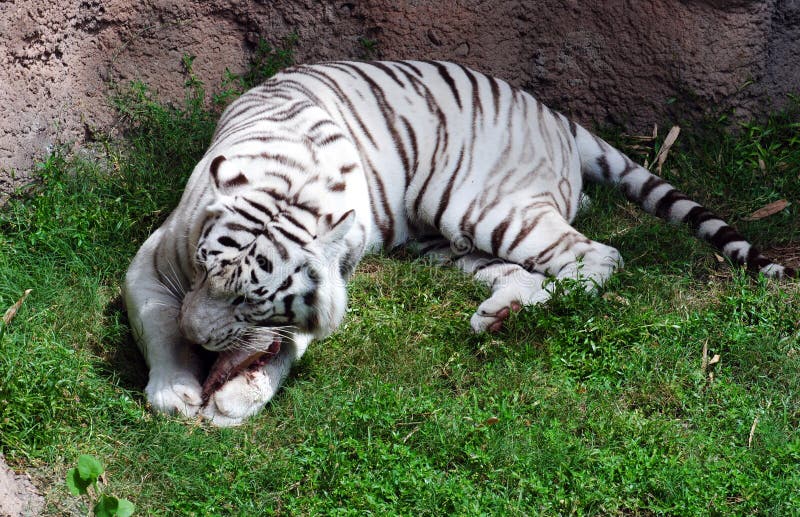 White Tiger stock image. Image of tree, mammals, mammal - 211776335