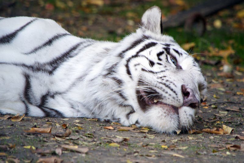 White Tiger Laying on it S Side Stock Image - Image of blue, siberian ...