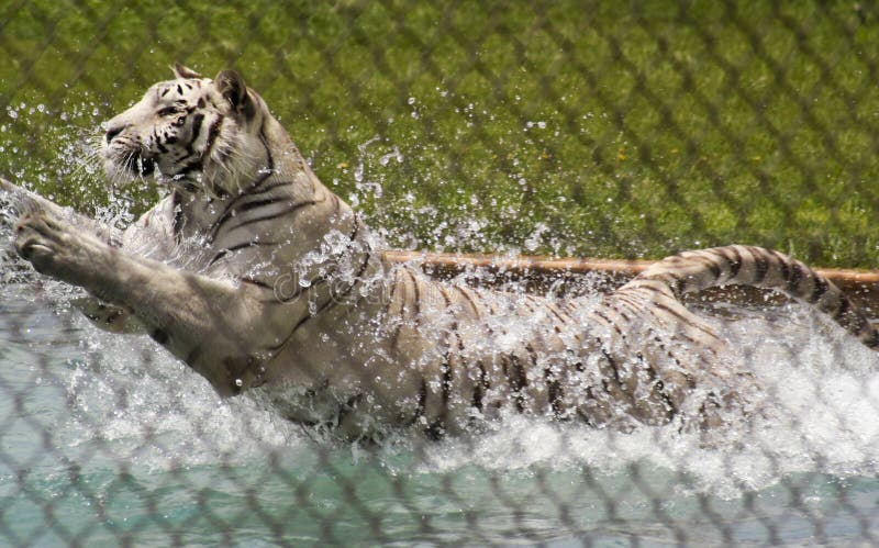 A White Tiger Leaps into Its Pool Stock Image - Image of pond ...