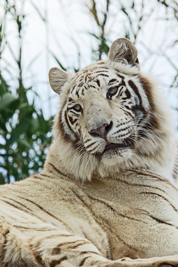 White Tiger stock photo. Image of relaxed, laying, bengal - 54417592