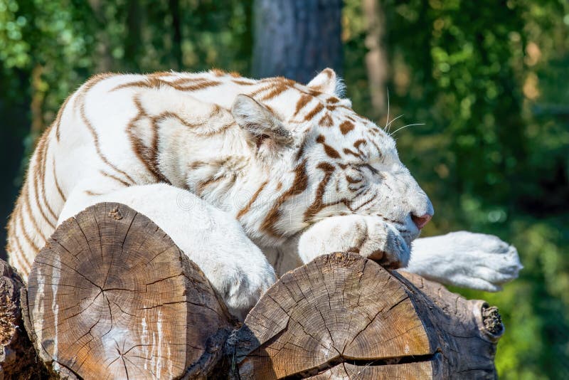A White Tiger Lies on the Tree Trunks in the Sun and Sleeps Stock Photo ...
