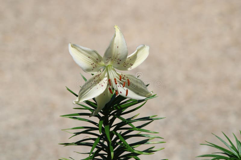 White Tiger Lilly Flower in Full Bloom during Summer Stock Photo ...