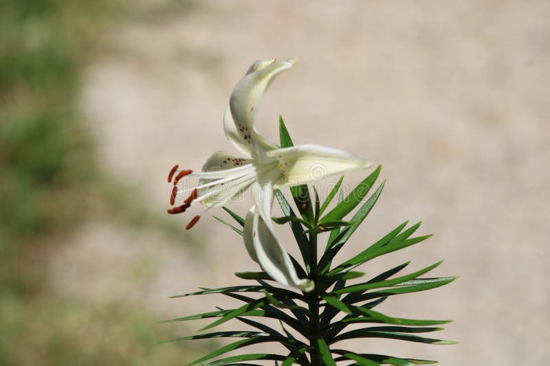 White Tiger Lilly Flower in Full Bloom during Summer Stock Photo ...