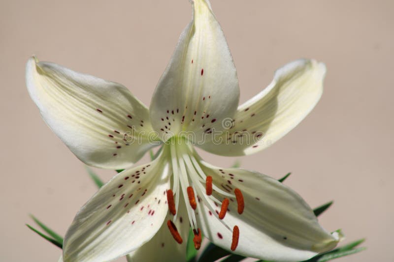 White Tiger Lilly Flower in Full Bloom during Summer Stock Photo ...