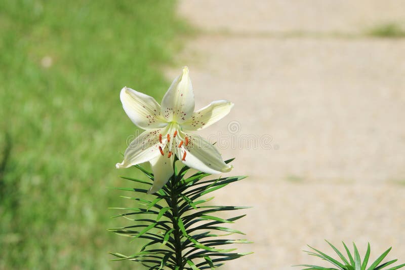 White Tiger Lilly Flower in Full Bloom during Summer Stock Photo ...