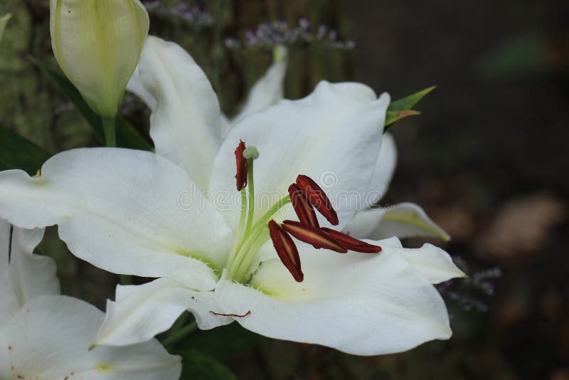 White tiger lily stock image. Image of petal, wedding - 109704673