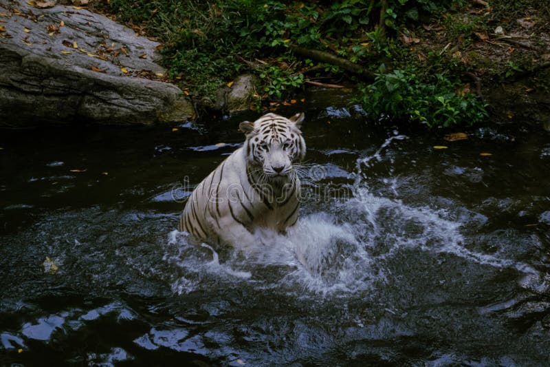 White Tiger Looking at the Camera. Stock Image - Image of fauna ...