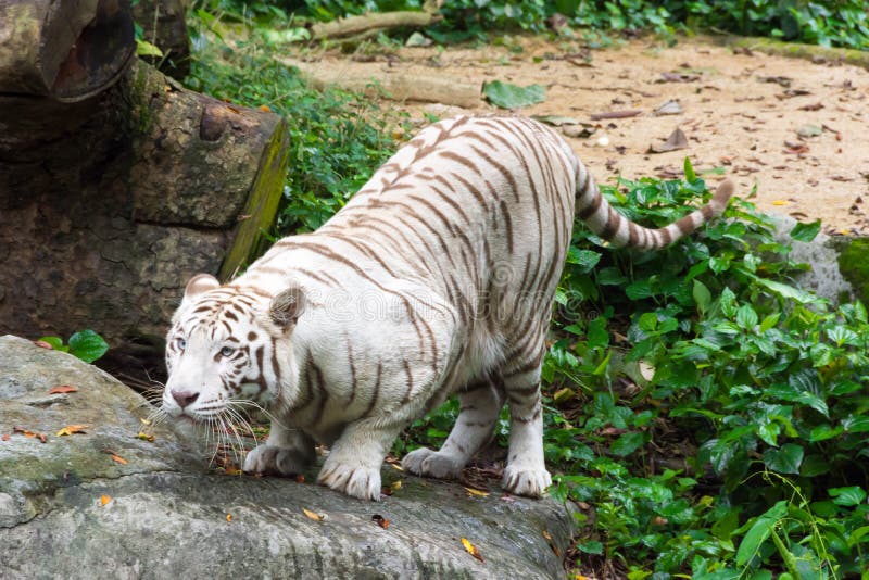 White Tiger while Looking for Something To Eat Stock Image - Image of ...