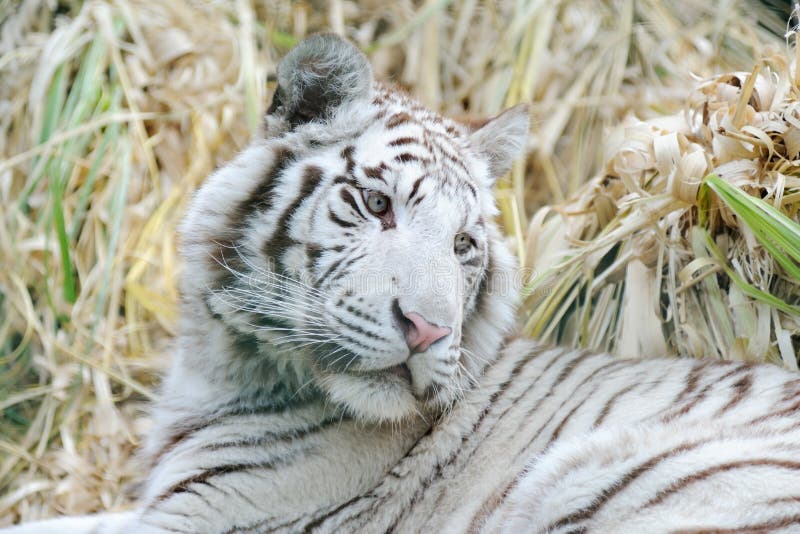 White tiger looks back stock photo. Image of agile, forest - 23965194