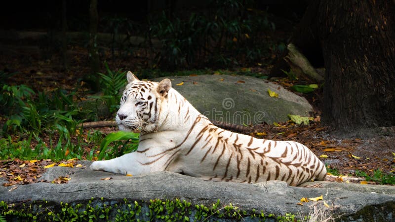 White Tiger is Lounging on a Rocky Ground Stock Photo - Image of ...