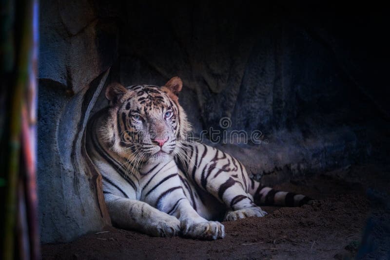 Tiger Cave Temple Wat Tham Sua in Kanchanaburi, Thailand Stock Image ...