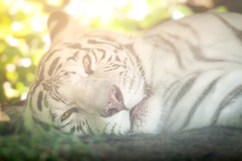 White Tiger Lying Down and Looking at Camera Stock Photo - Image of ...