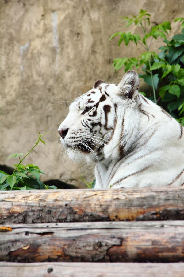 Tiger Walking Front View Roaring Stock Photos - Free & Royalty-Free ...
