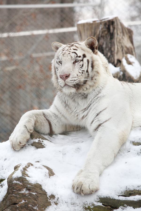 White Tiger Lying on a Tree during Winter Stock Photo - Image of ...