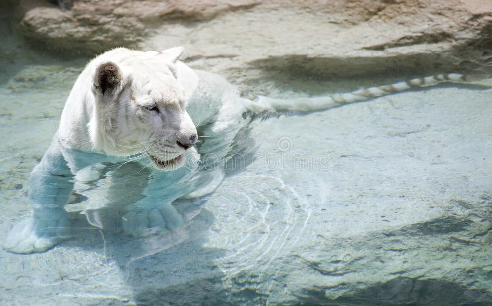 White tiger near the water stock photo. Image of hunter - 10772522