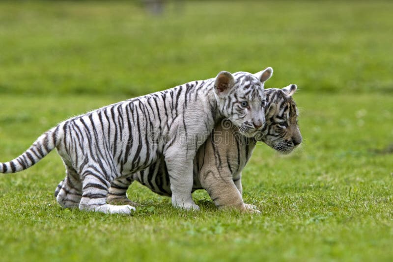 234 Tiger Cub Profile Stock Photos - Free & Royalty-Free Stock Photos ...