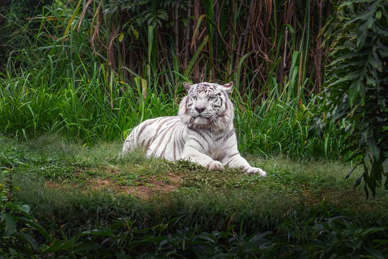 White Tiger - Leucistic Tiger Stock Image - Image of albino, portrait ...