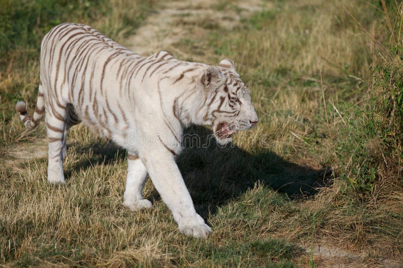 White tiger in patrol stock image. Image of male, tiger - 269569265