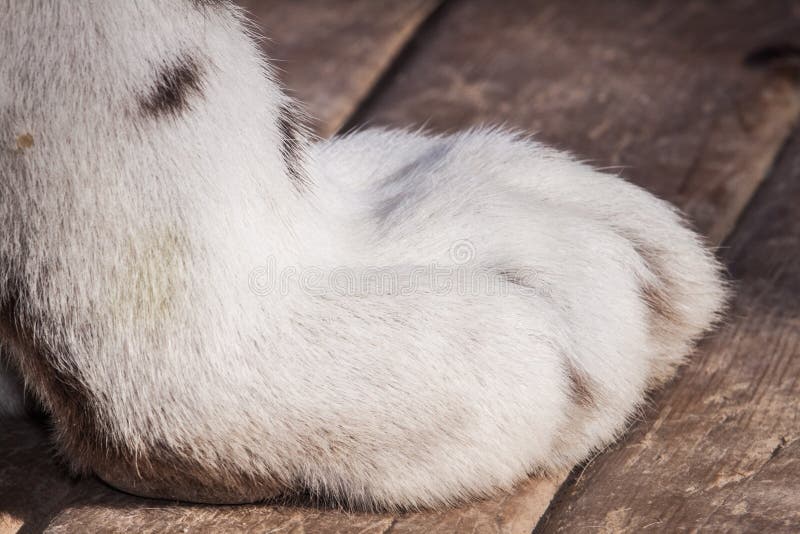 White Tiger paw stock photo. Image of tiger, mobility - 37137976
