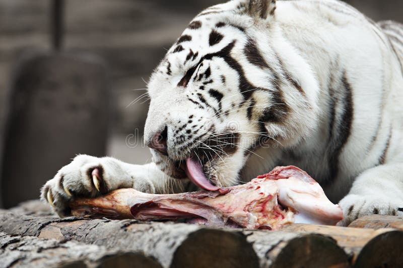 White Tiger with a Piece of Meat Stock Image - Image of meat ...