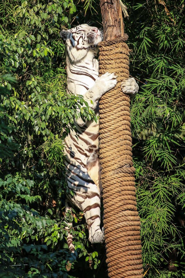 127 Tiger Pole Stock Photos - Free & Royalty-Free Stock Photos from ...
