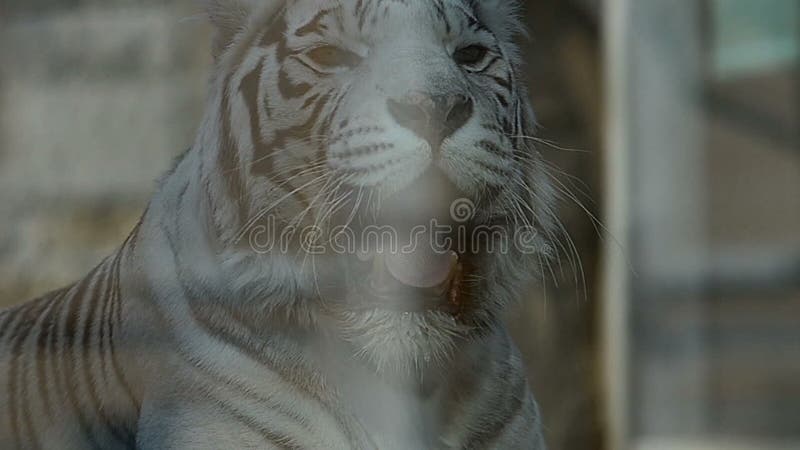 3D White Tiger Big Roar on the Chroma Key with Side View. 4k Animation ...