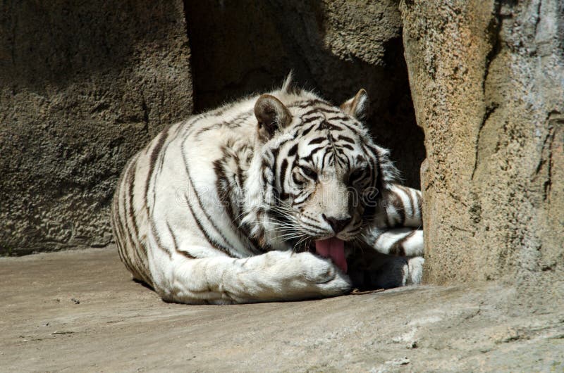 White tiger stock photo. Image of growl, grooming, strange - 34262896