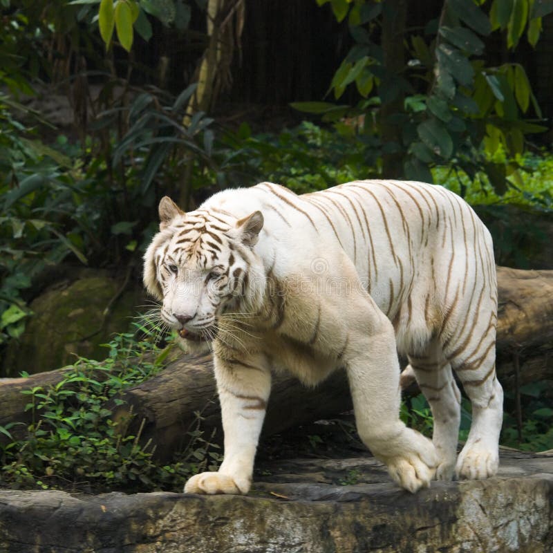 White Tiger Prowl stock photo. Image of large, rare, white - 4555758