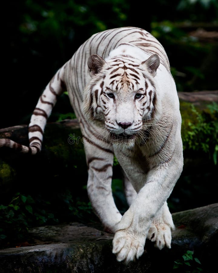 White Tiger Prowling stock image. Image of white, wild - 21813009