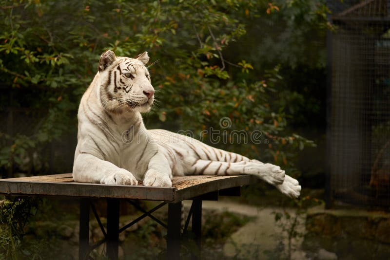 White tiger at rest stock photo. Image of stripes, dangerous - 103840580