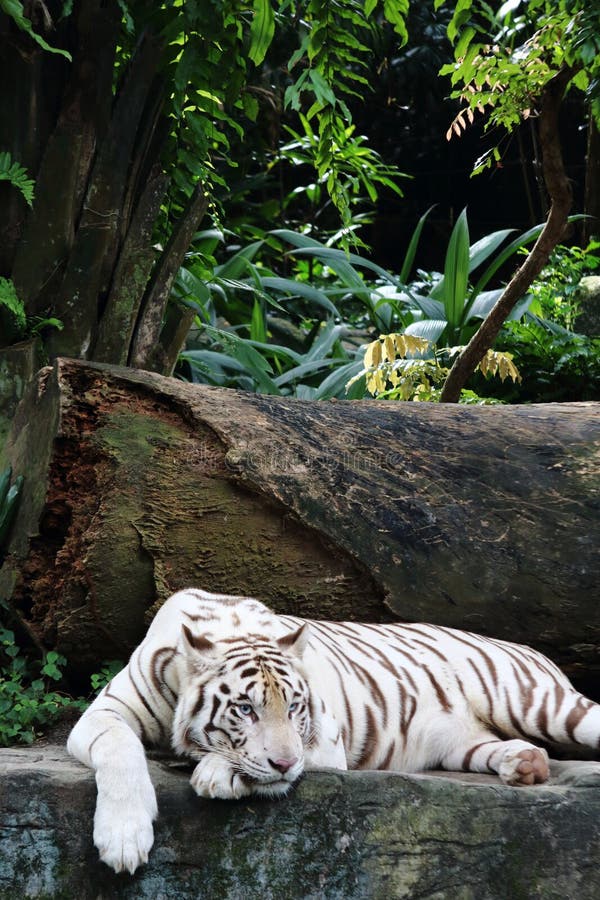 White Tiger 7 stock image. Image of alert, fauna, carnivore - 69642271