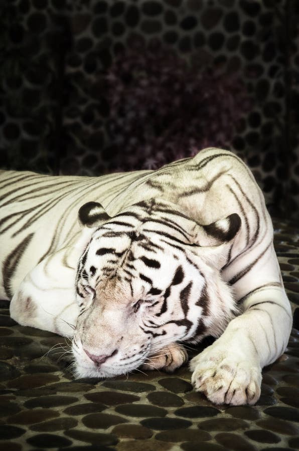 White Tiger Resting. Portrait of a White Tiger Stock Photo - Image of ...