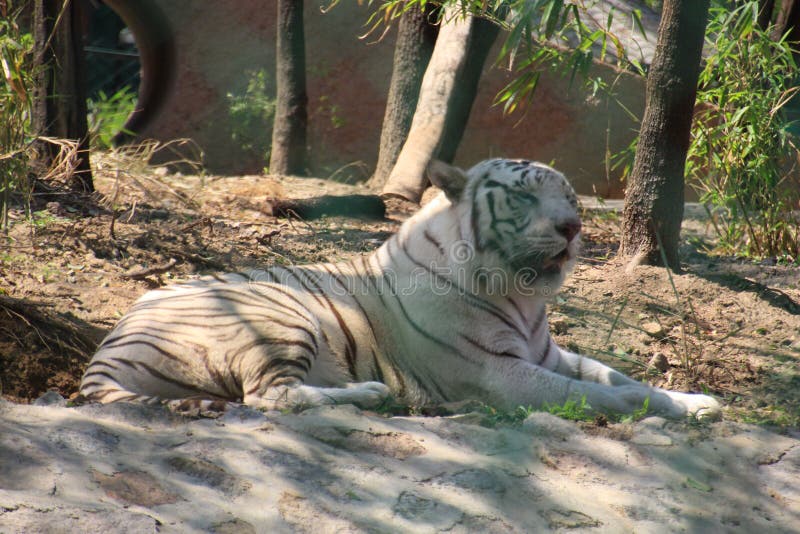 White Tiger stock image. Image of india, tigris, cats - 86536639
