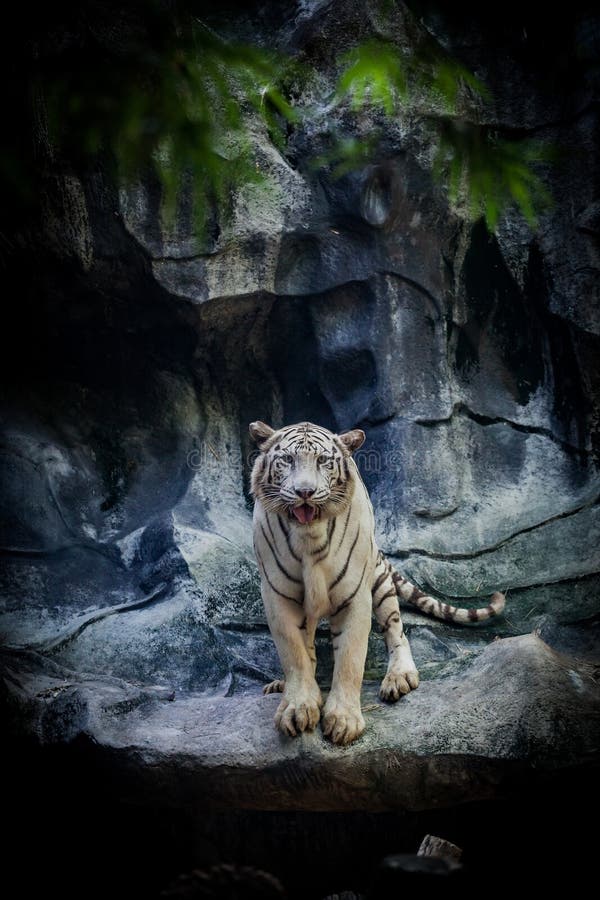 White Tiger on the rock stock image. Image of forrest - 119126007