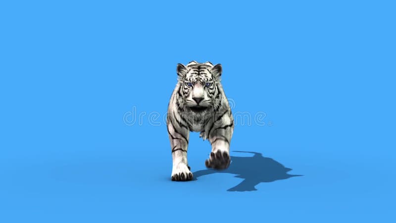 White Tiger Run Animals Front Loop Green Screen 3D Rendering Animation ...