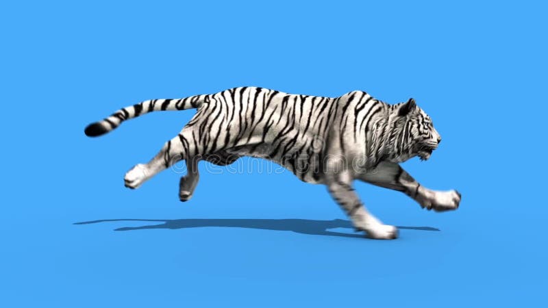 Tiger Run Animals Loop Green Screen 3D Rendering Animation Stock ...