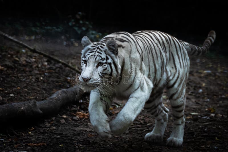 White Tiger Running in the Forest Stock Photo - Image of asia, eyes ...