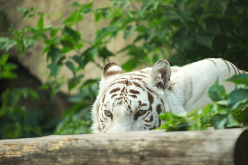White Tiger stock image. Image of people, sadness, pets - 56945129