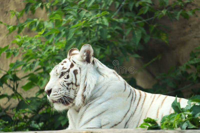 1,086 Sad Tiger Photos - Free & Royalty-Free Stock Photos from Dreamstime