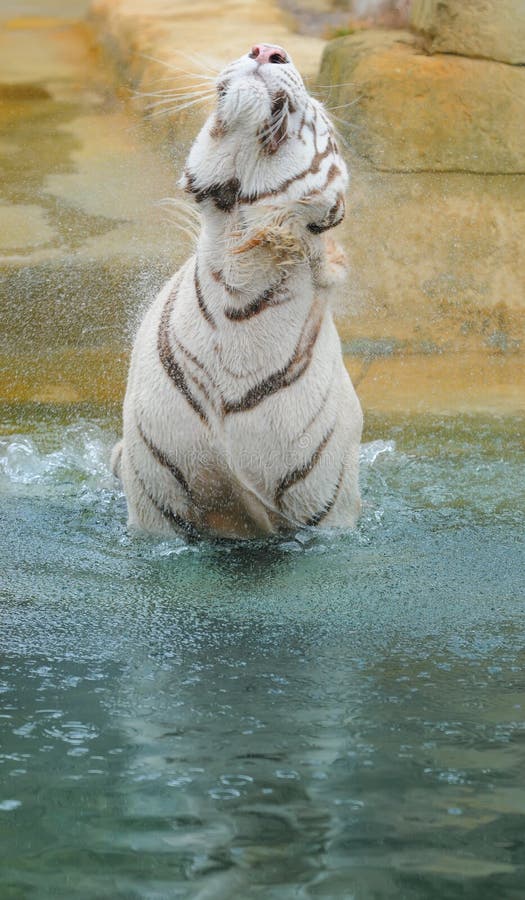 White Tiger Shakes Water Off after Bathing Stock Image - Image of tiger ...