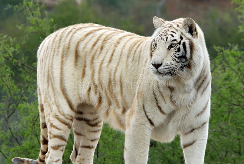 White Tiger stock image. Image of fear, hunter, india - 54419645