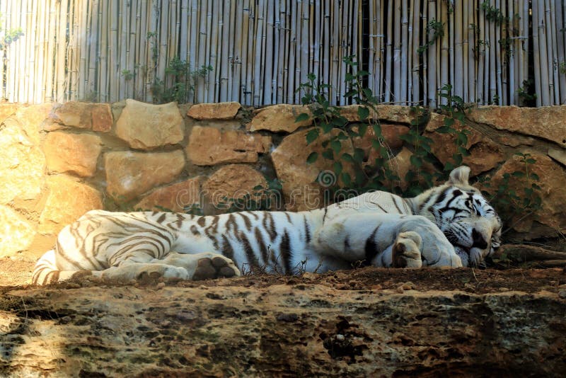 White Tiger Sleeping in the Shadow in the Aviary in the Haifa Zoo in ...
