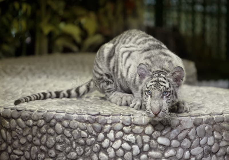 158 Scared Tiger Stock Photos - Free & Royalty-Free Stock Photos from ...