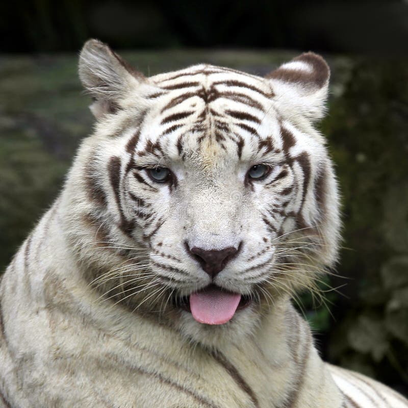 White tiger smiling stock image. Image of wildcat, smiling - 14873983