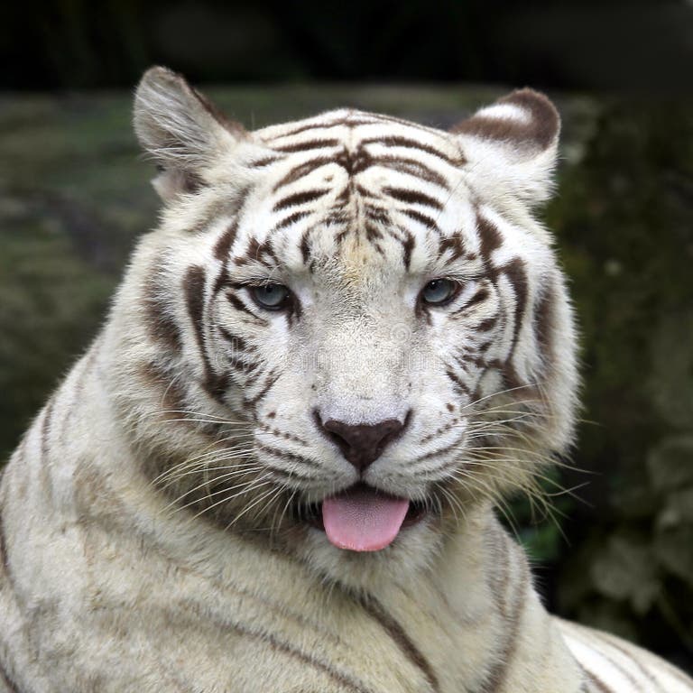 White tiger smiling stock image. Image of wildcat, smiling - 14873983